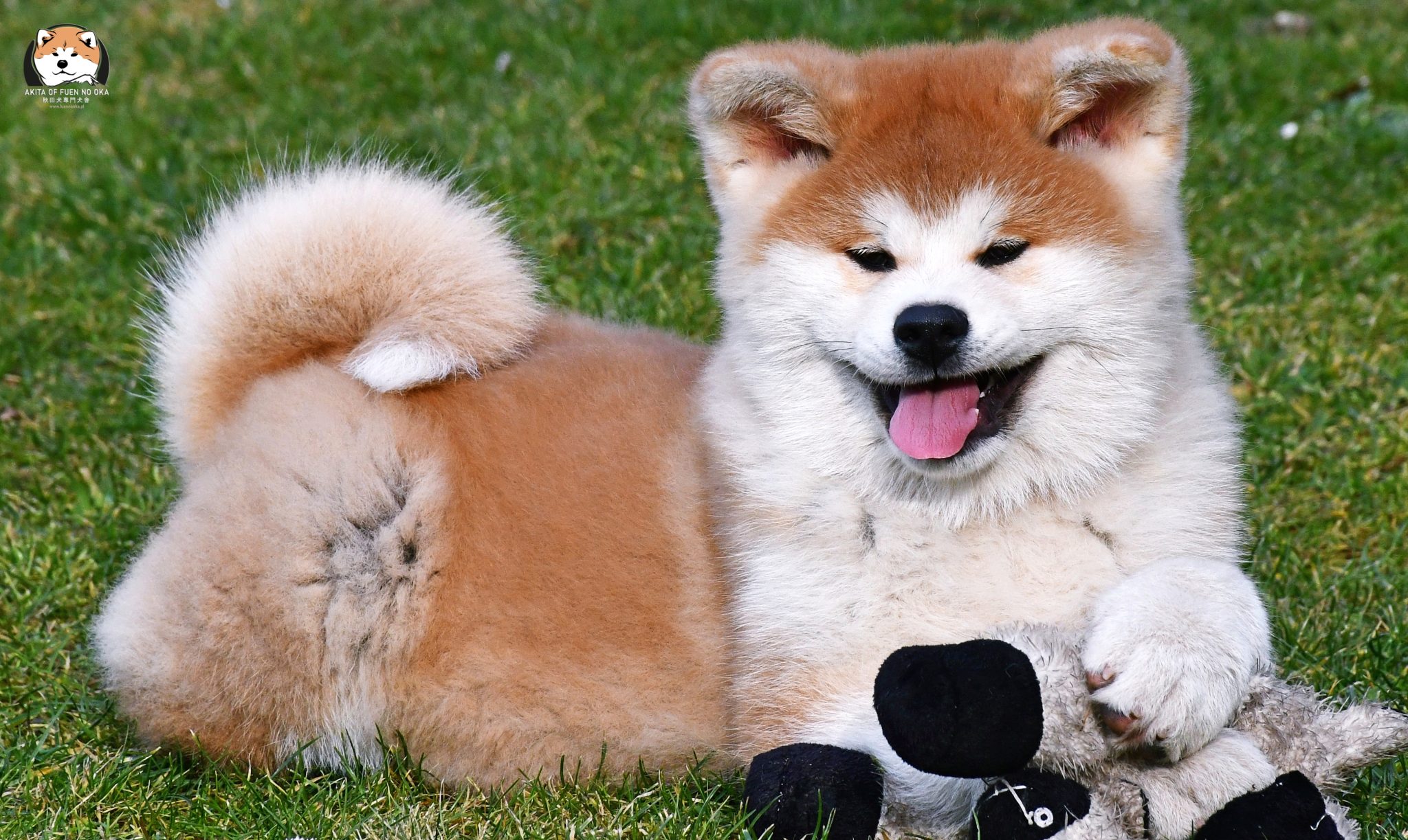 Akita inu - Japanese Akita of FUEN NO OKA