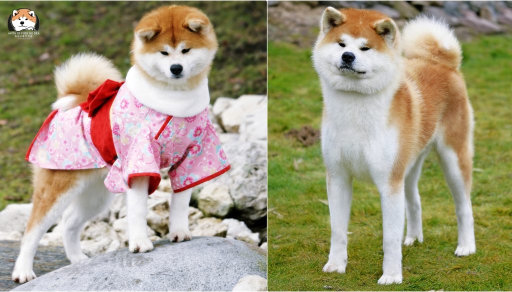 Akita inu - Japanese Akita of FUEN NO OKA